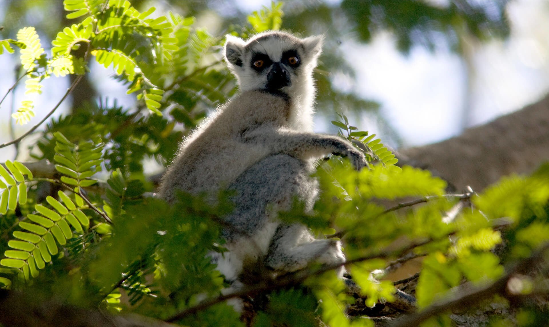 Madagascar: Crime Threatens Biodiversity – BYAMJ